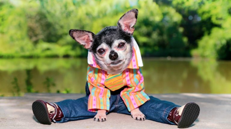 服を着た犬はかわいくて笑える19選 ｜ おもしろ画像